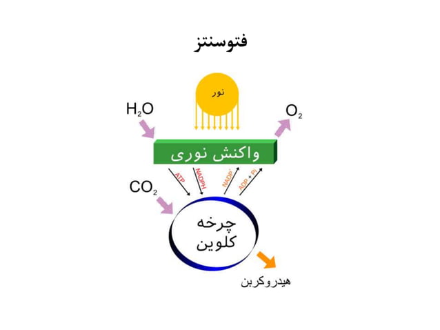 different cellulose Derivatization methods.ppt