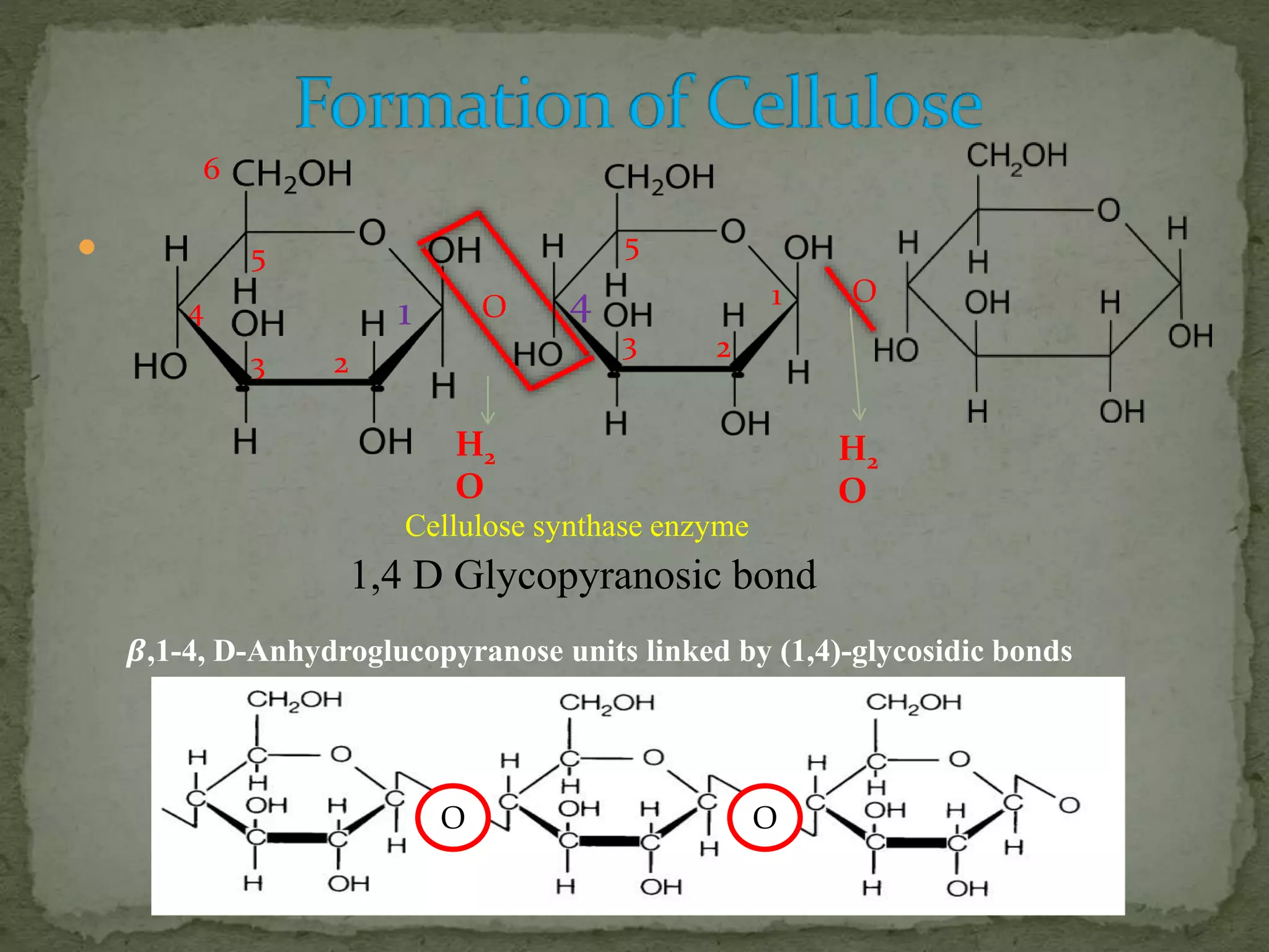 Cellulose presentation | PPTX