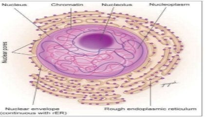 Cell Ultrastructure (1).pptx