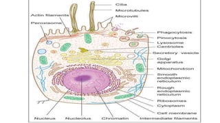 Cell Ultrastructure (1).pptx