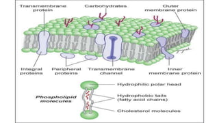 Cell Ultrastructure (1).pptx