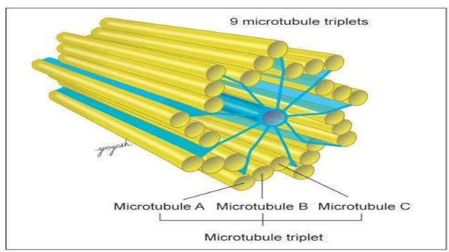 Cell Ultrastructure (1).pptx