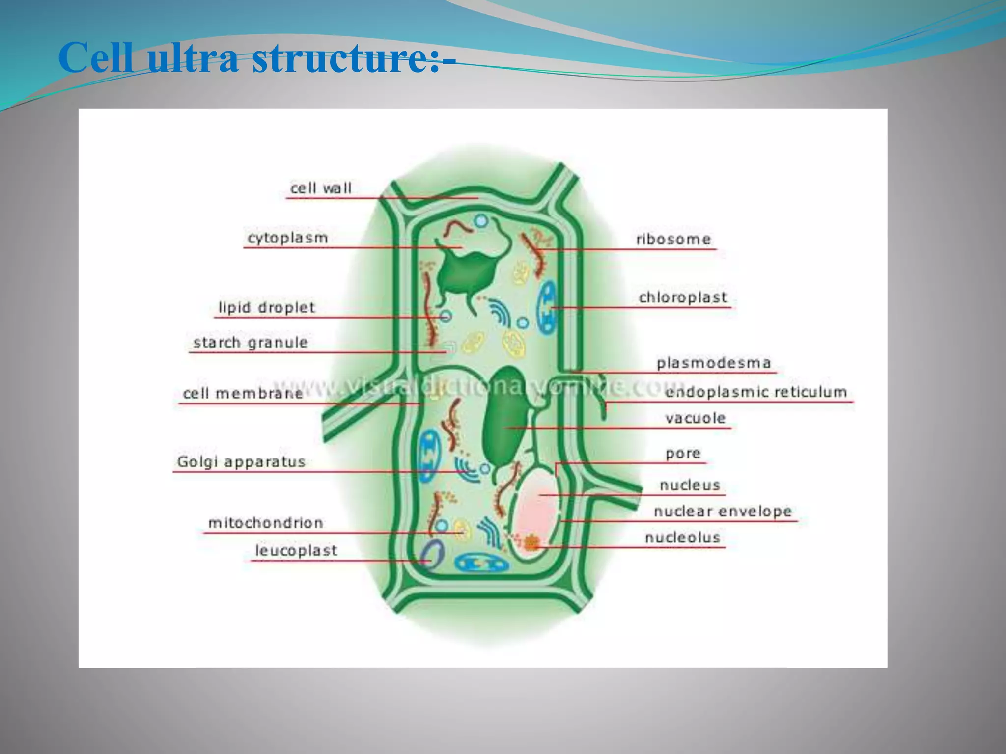 Cell ultrastructure and cell organelles | PPTX
