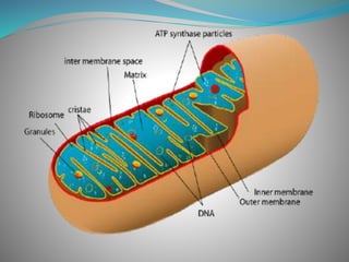 Cell ultrastructure and cell organelles | PPTX