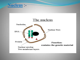Cell ultrastructure and cell organelles | PPTX