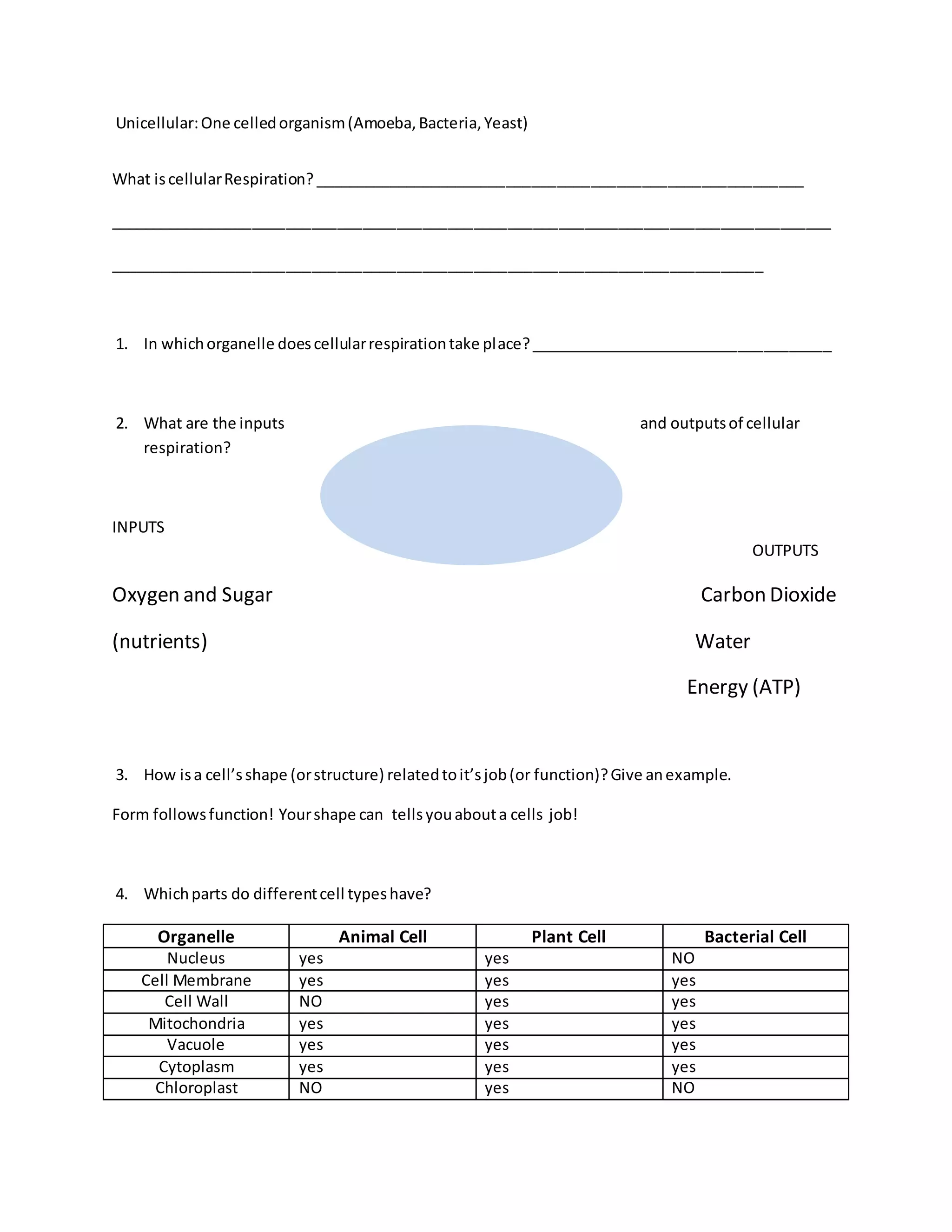 Cell unit review complete | DOCX | Biological Sciences | Science