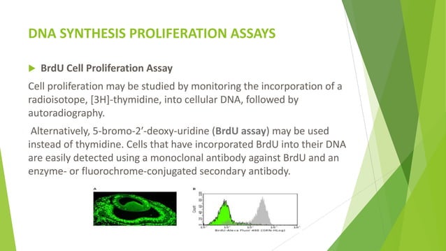 Cell viability and proliferation assays | PPTX | Biological Sciences | Science