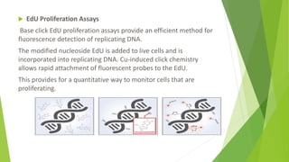 Cell viability and proliferation assays | PPTX