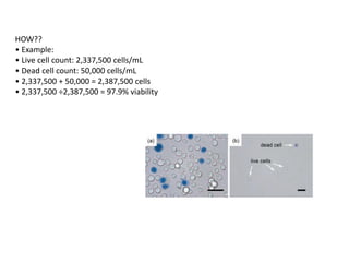 Cell viability assay.pdf