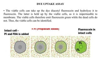 Cell viability assay.pdf