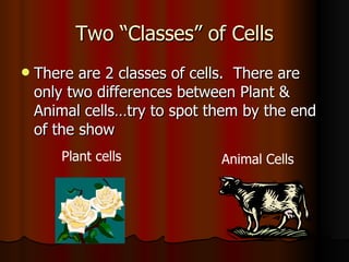 Cell Vocabulary | PPT