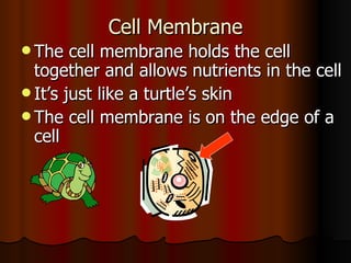 Cell Vocabulary | PPT