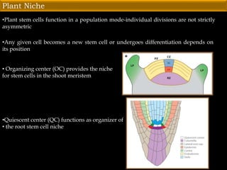 Cell vs Niche -Anjali Arora | PPTX