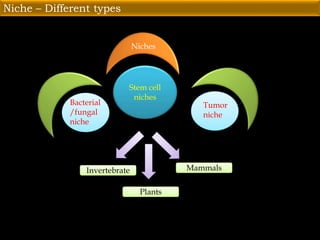 Cell vs Niche -Anjali Arora | PPTX