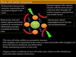 Cell vs Niche -Anjali Arora | PPT