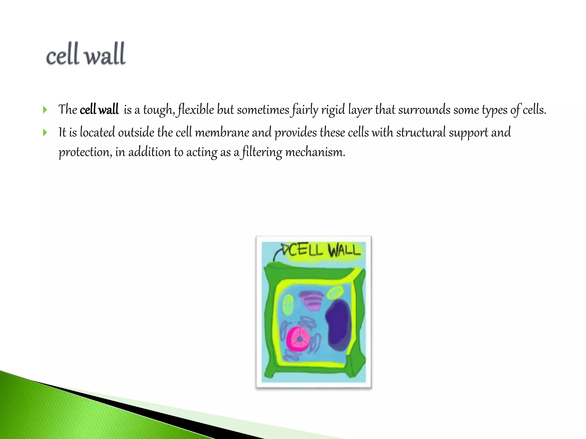 Cell wall | PPTX
