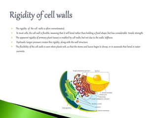 Cell wall | PPTX