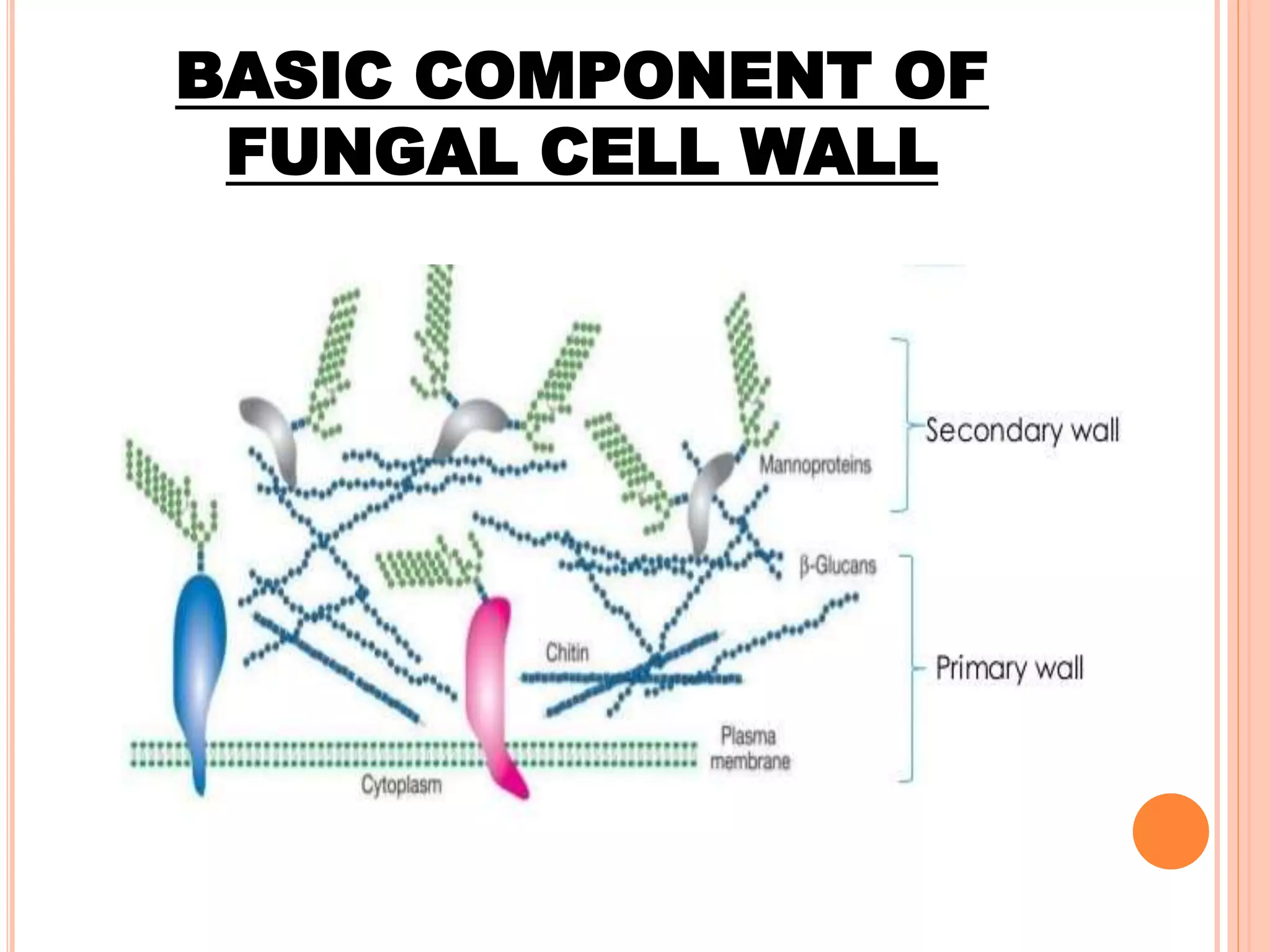 Cell wall structure and function | PPTX