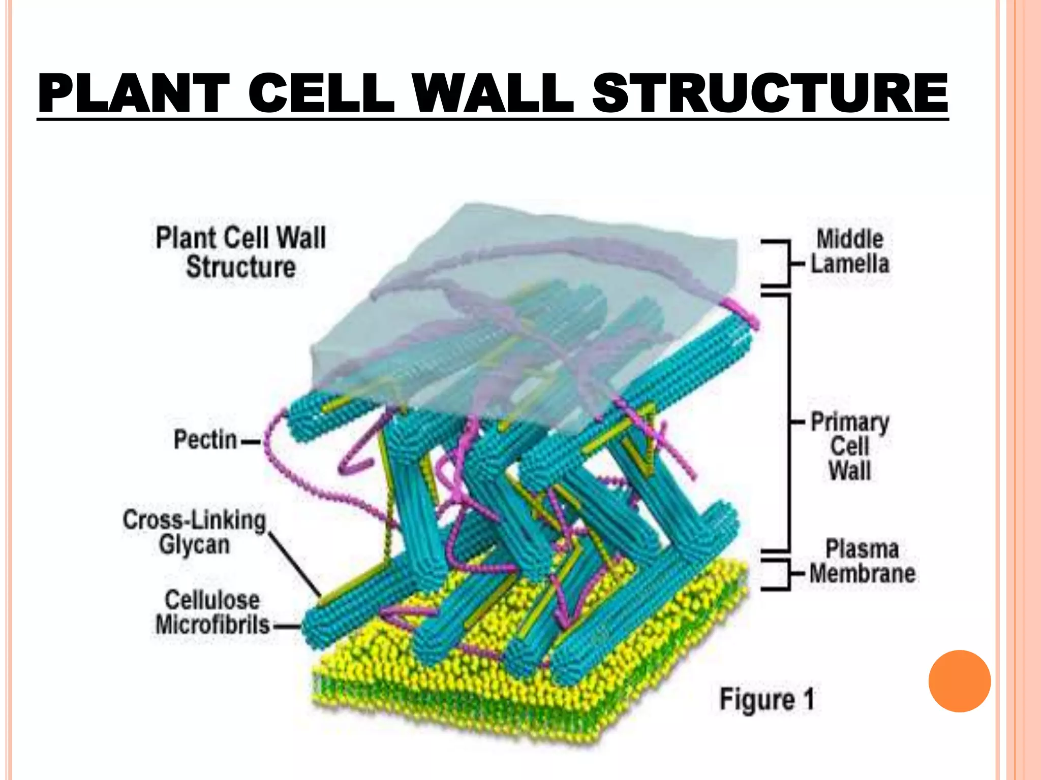 Cell wall structure and function | PPTX