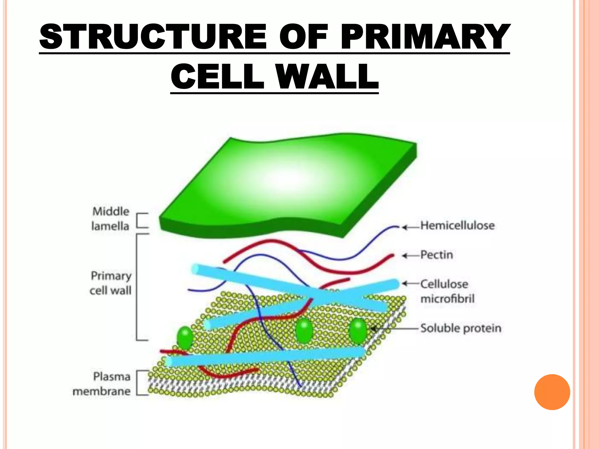 Cell wall structure and function | PPTX