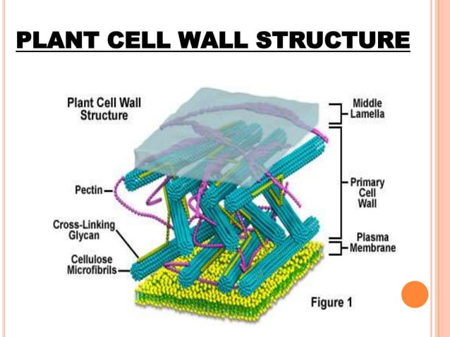Cell wall structure and function | PPTX | Biological Sciences | Science