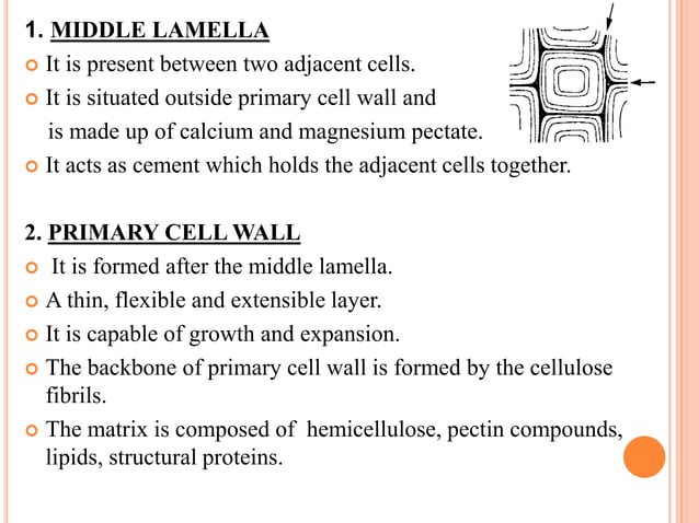Cell wall structure and function | PPTX | Biological Sciences | Science