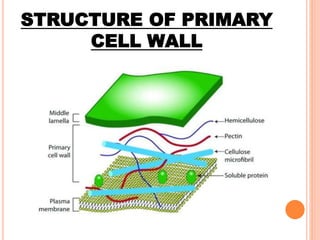 Cell wall structure and function | PPTX