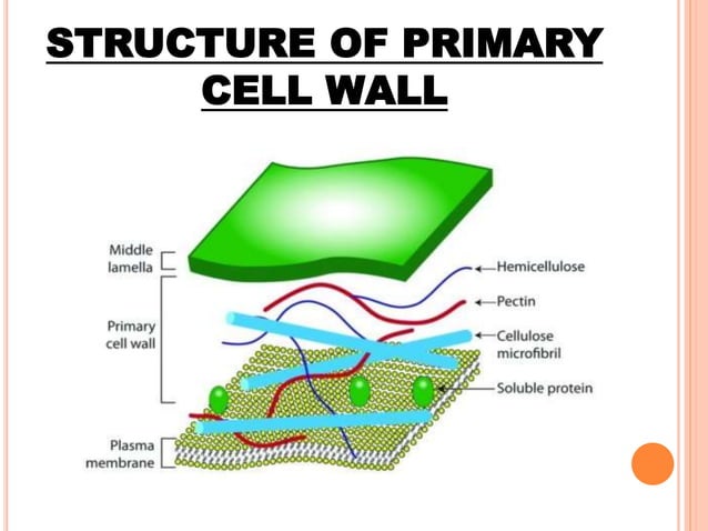 Cell wall structure and function | PPTX | Biological Sciences | Science