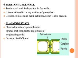 Cell wall structure and function | PPTX