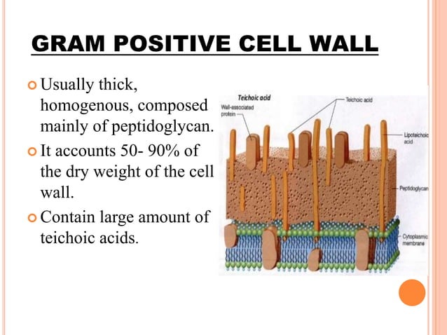 Cell wall structure and function | PPTX | Biological Sciences | Science