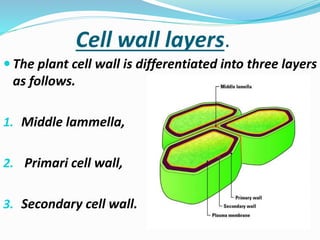 Plant Cell Wall Layers