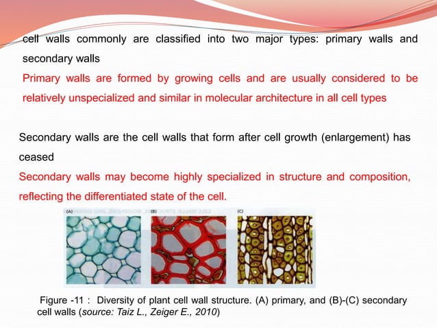Cell wall | PPTX
