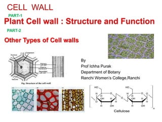 Cellulose Cell Wall Function