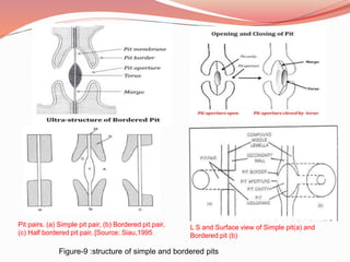 Cell wall | PPT