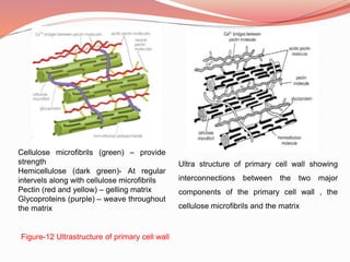 Cellulose Cell Wall Diagram
