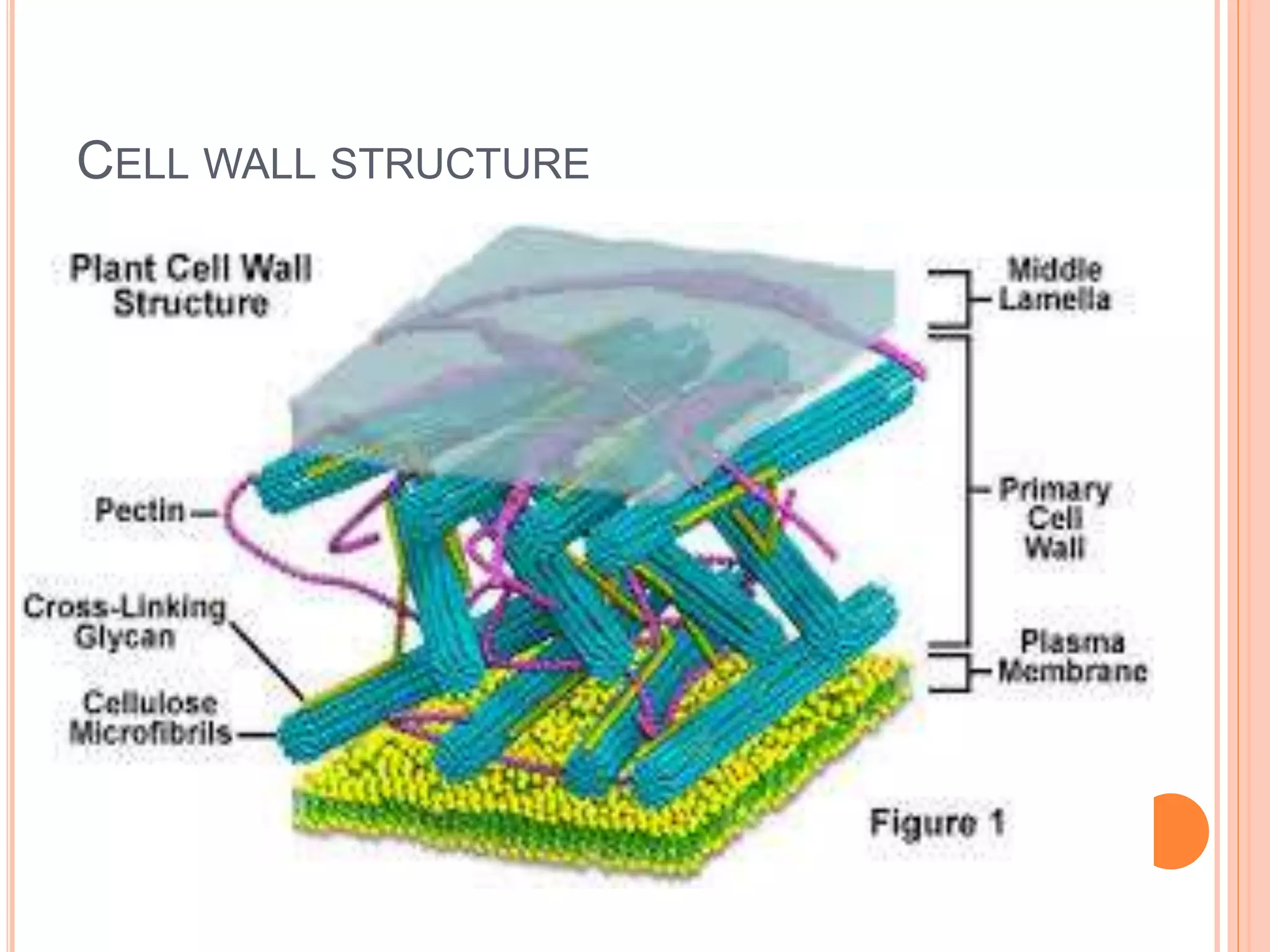 Cell wall | PPTX