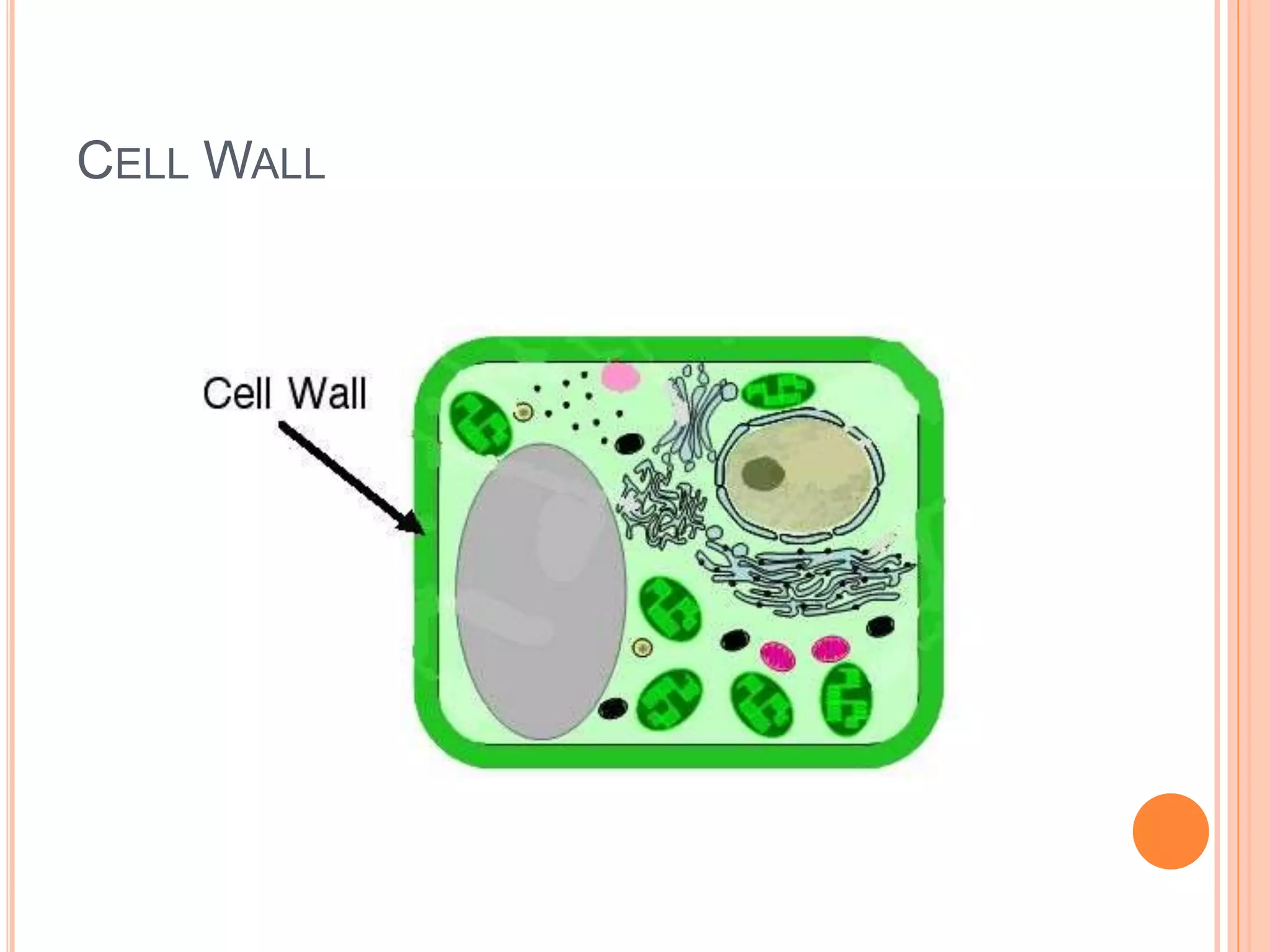 Cell wall | PPT