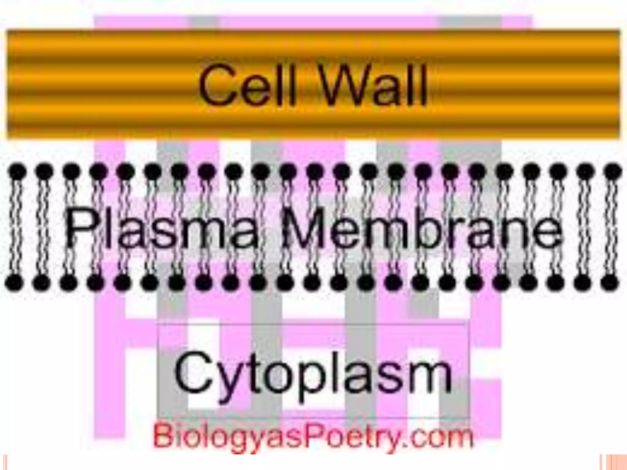 Cell wall | PPTX