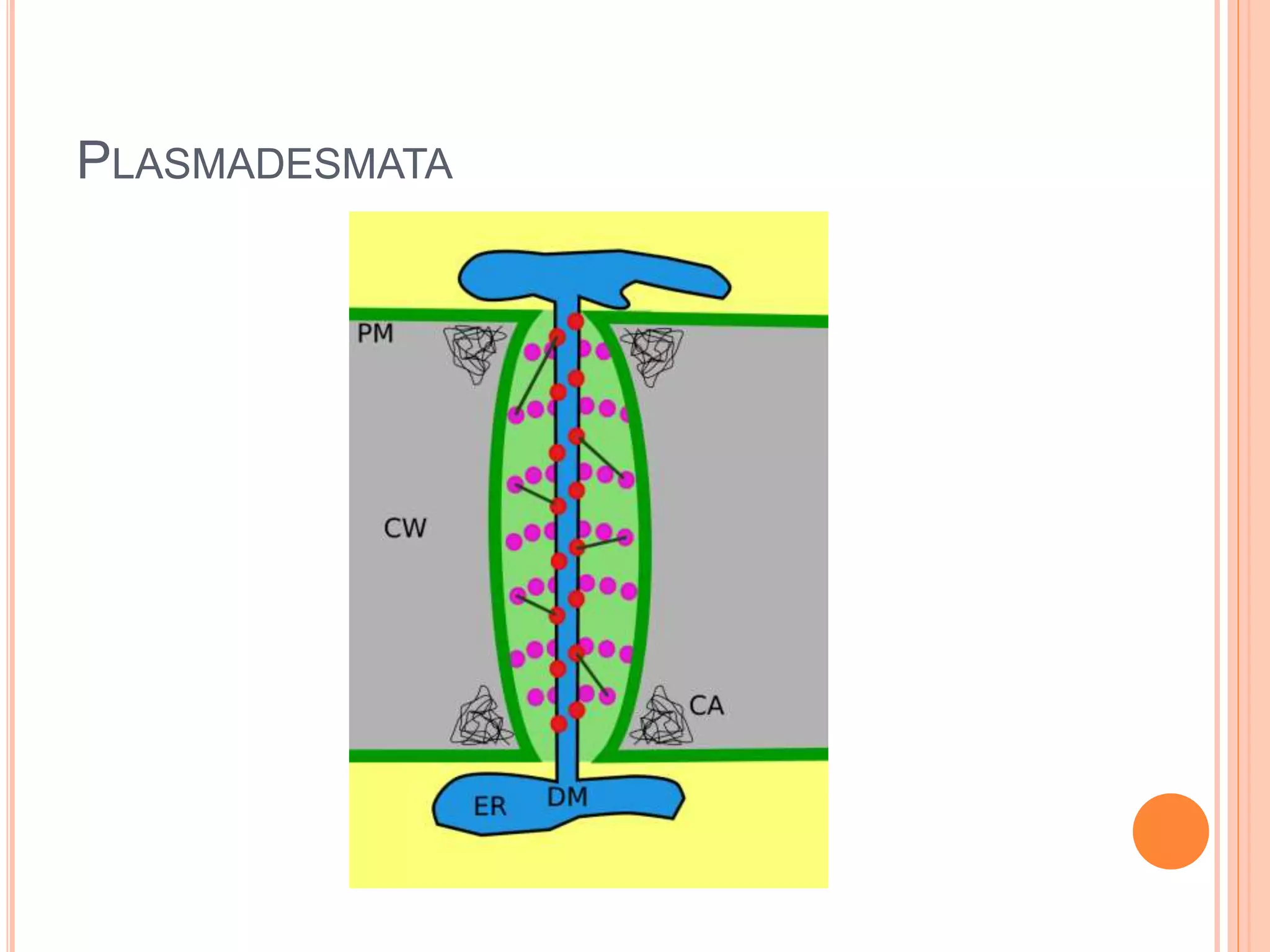 Cell wall | PPTX