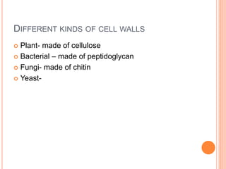 Cell wall | PPT