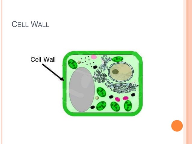 Cell wall | PPT
