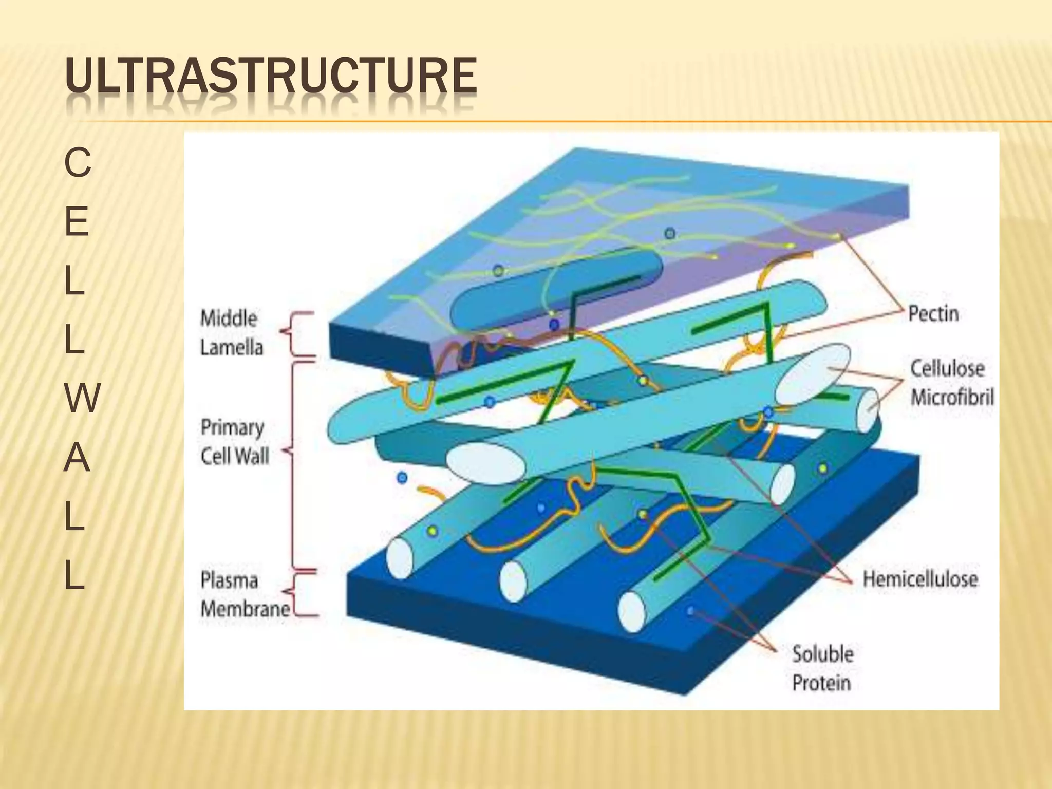 Cell wall structure and functions | PPTX | Chemistry | Science