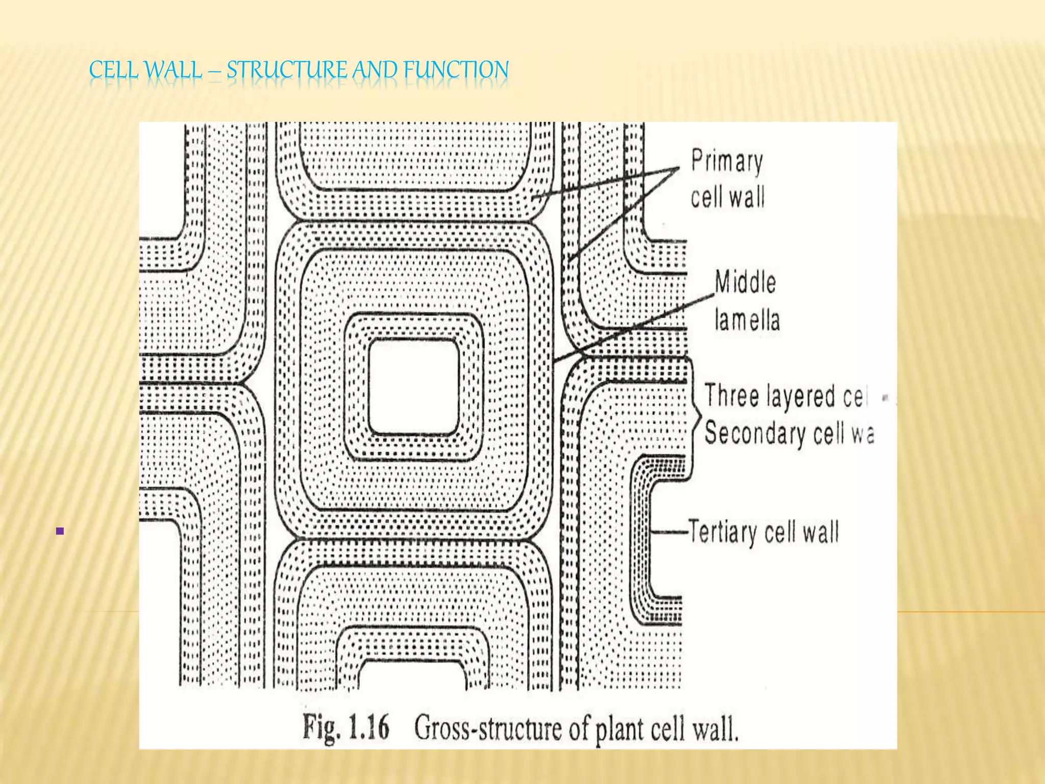 Cell wall structure and functions | PPTX