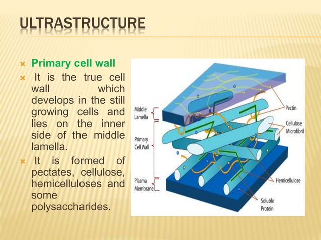 Cell wall structure and functions | PPTX | Chemistry | Science