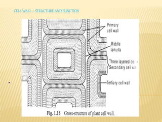 Cell wall structure and functions | PPTX