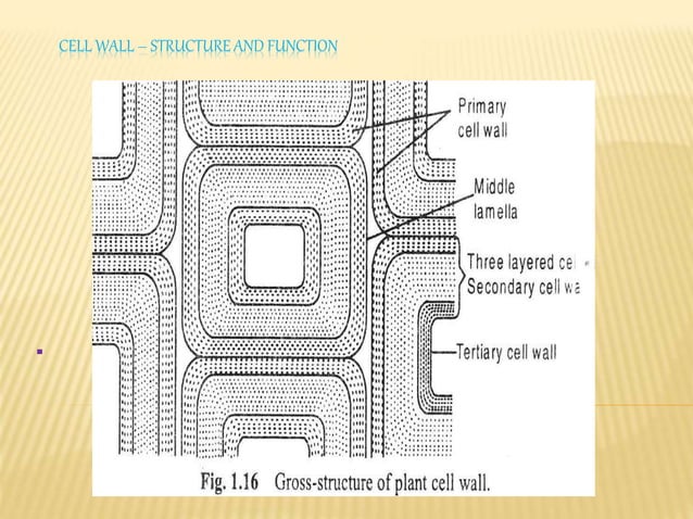 Cell wall structure and functions | PPTX | Chemistry | Science