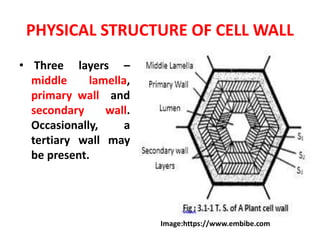 PLANT CELL WALL SMG | PPT