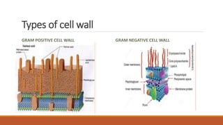 Cell wall | PPT