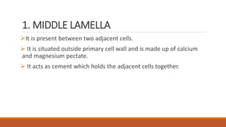 Cell wall | PPT