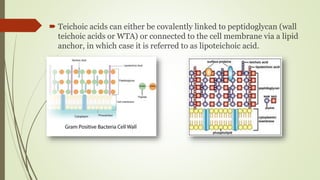 Cell wall:Bacteria | PPTX